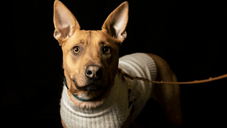 Top 5 Dog Photography Tips by Professionals — Crimson Cat Studios