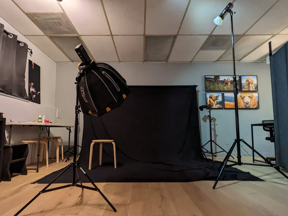 Pet Photography Lighting Setup: A Crimson Cat Studios Guide — Crimson ...