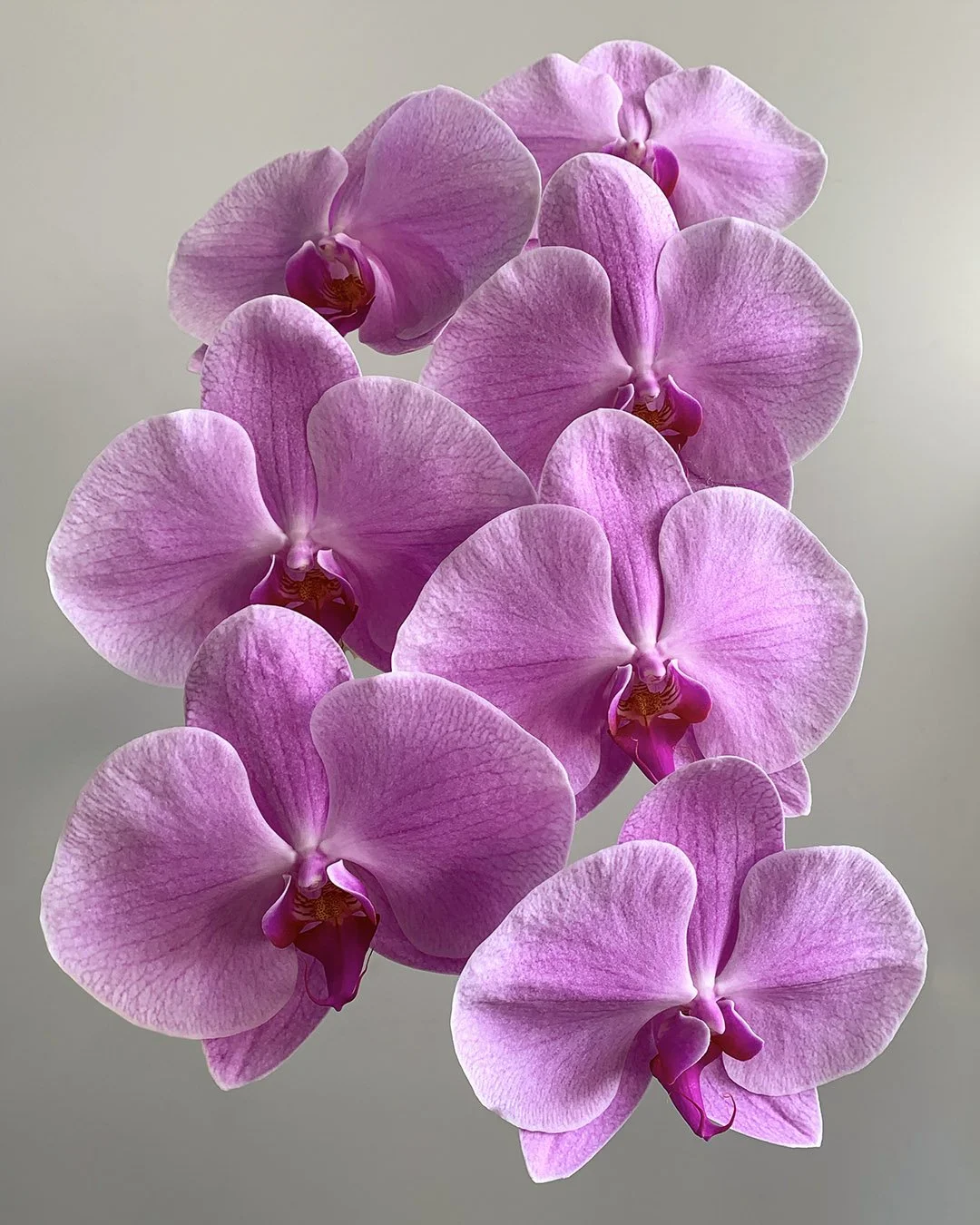 Phalaenopsis — Profresh Flowers