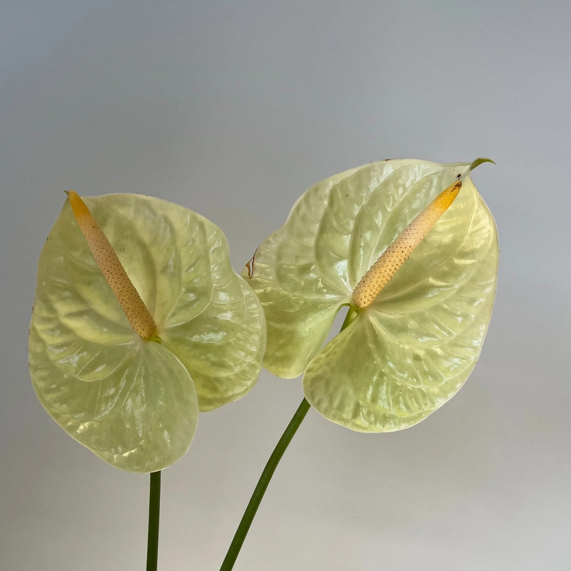 Anthuriums — Profresh Flowers