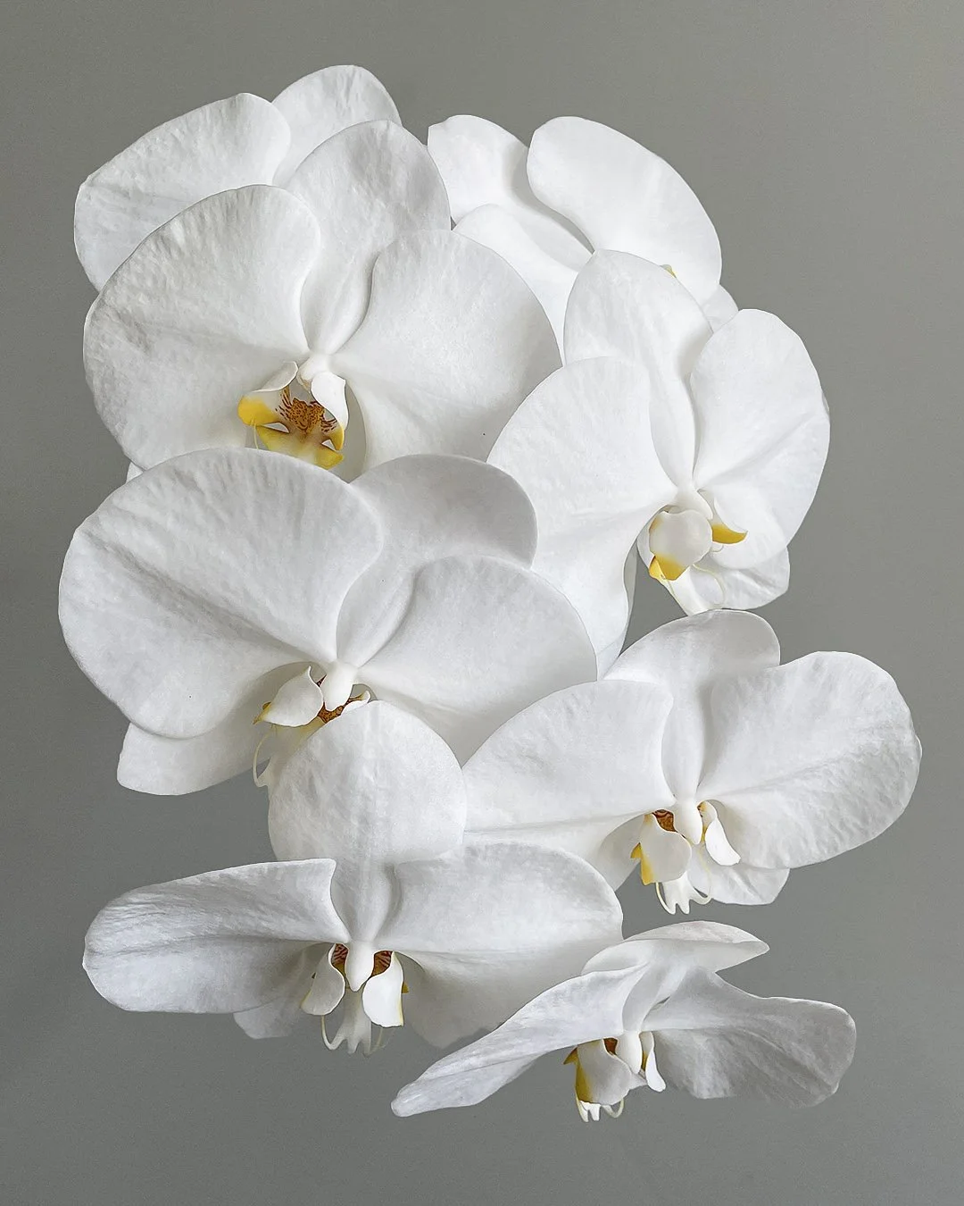 Phalaenopsis — Profresh Flowers