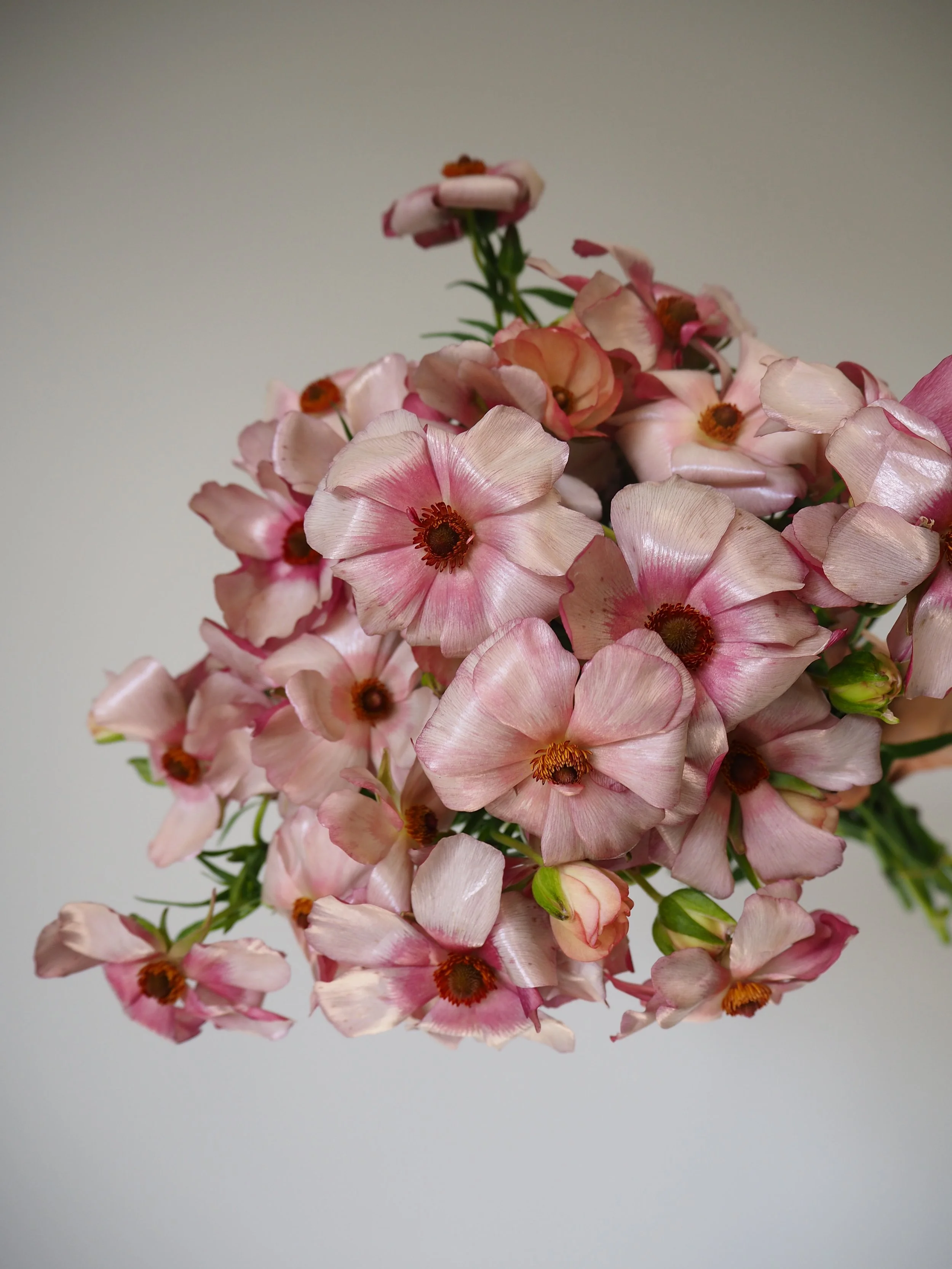 Ranunculus — Profresh Flowers