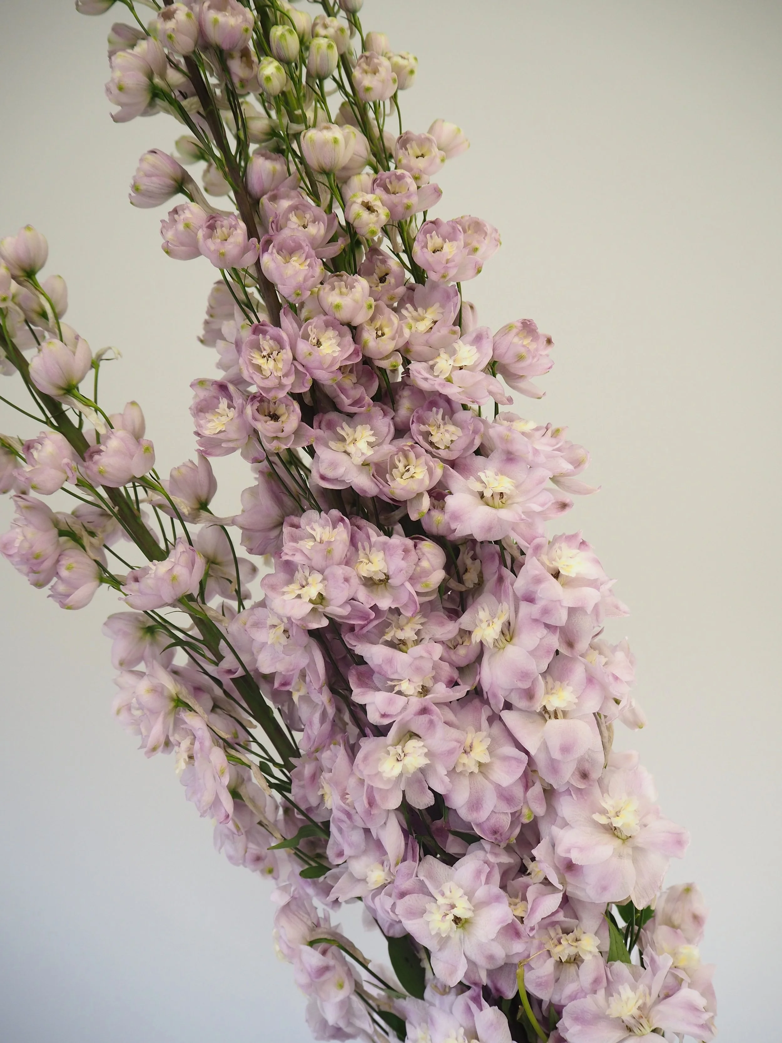 Delphinium — Profresh Flowers