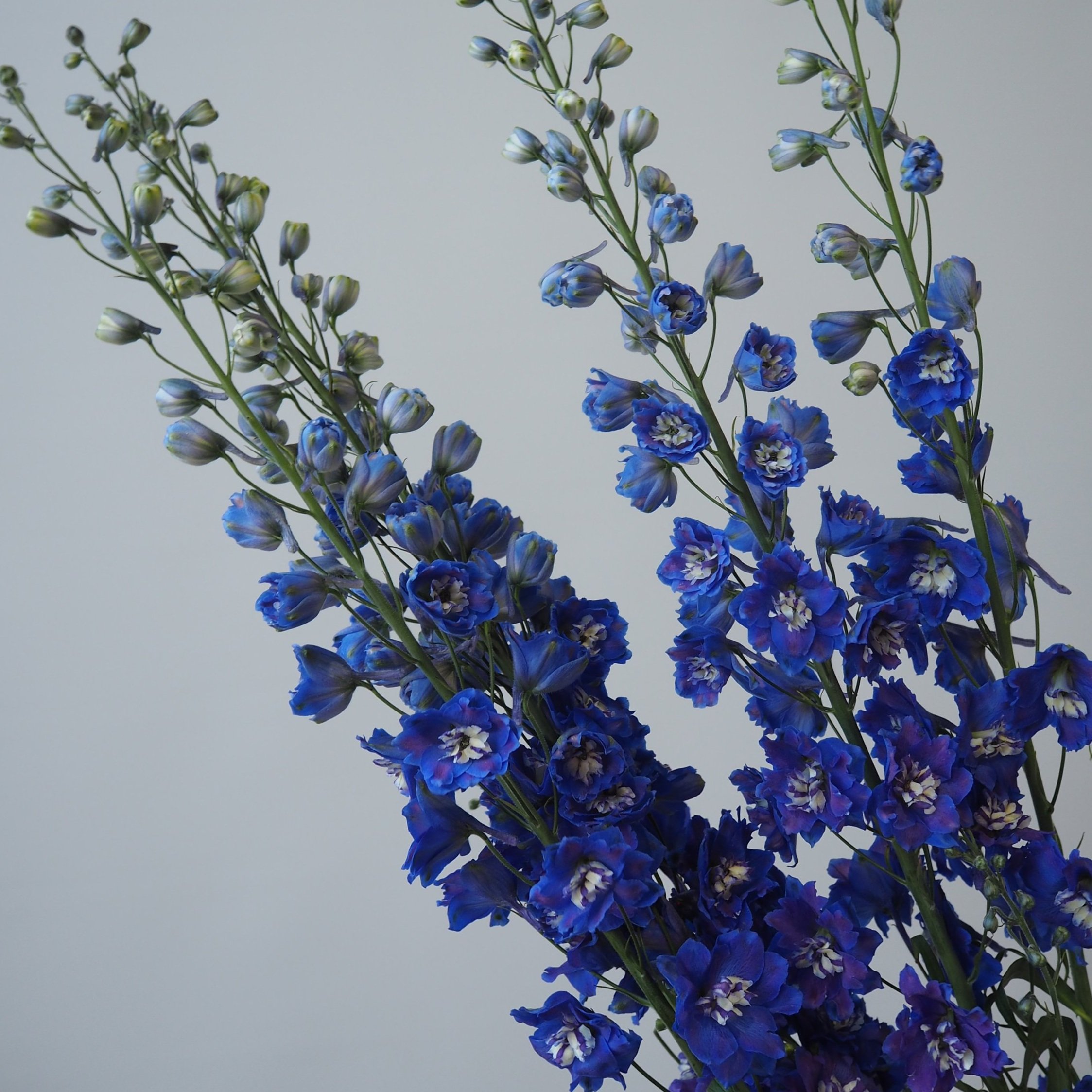 Delphinium — Profresh Flowers