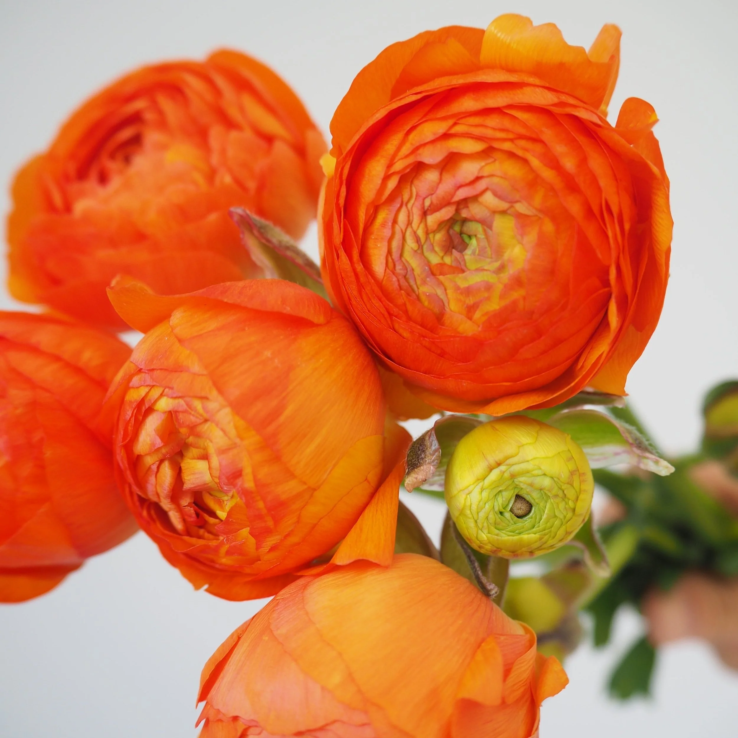 Ranunculus — Profresh Flowers