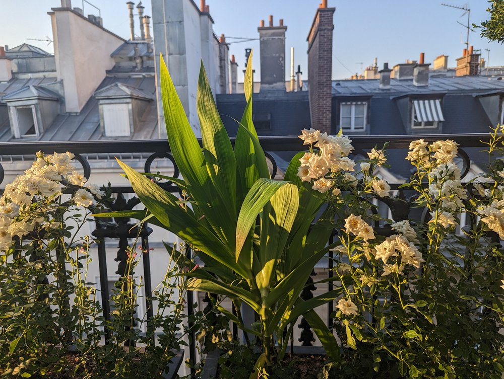Jardin de Toit-Terrasse Haussmannien à Paris 7 | Simonson Landscape