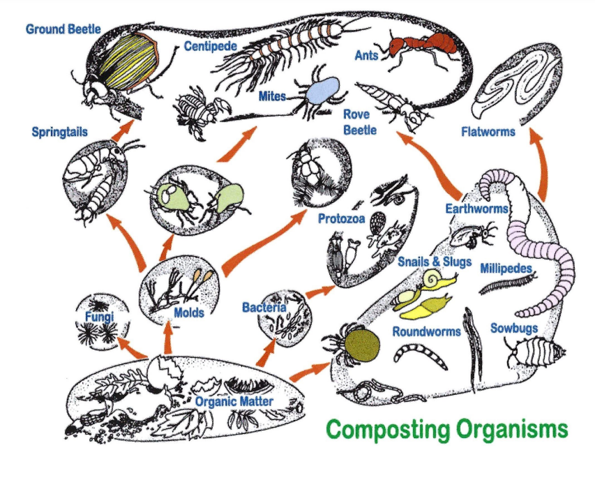 Composting and Biodegradability: what’s the difference? — Sylvacurl ...