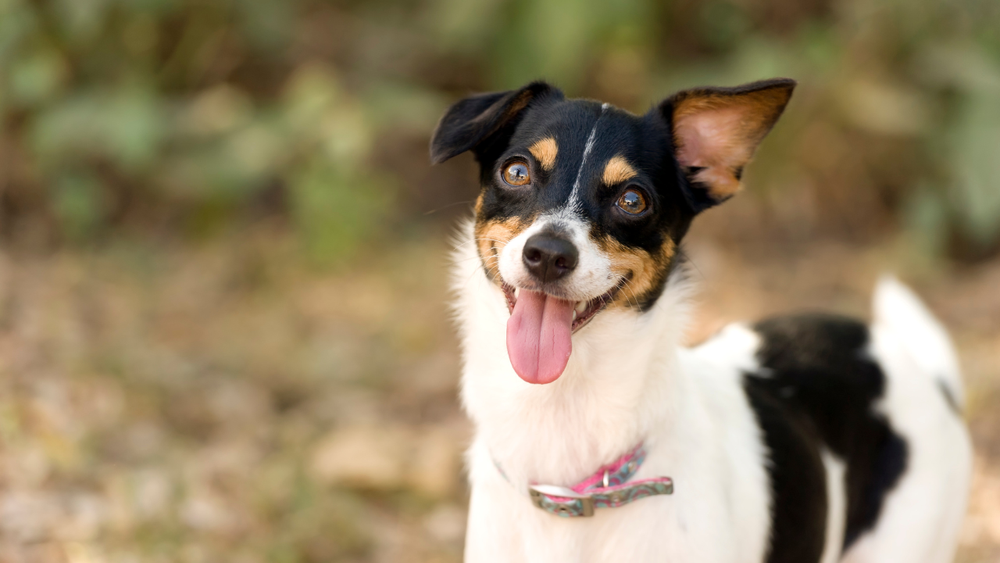 The Little Black Dog Story — KathieOwen.com