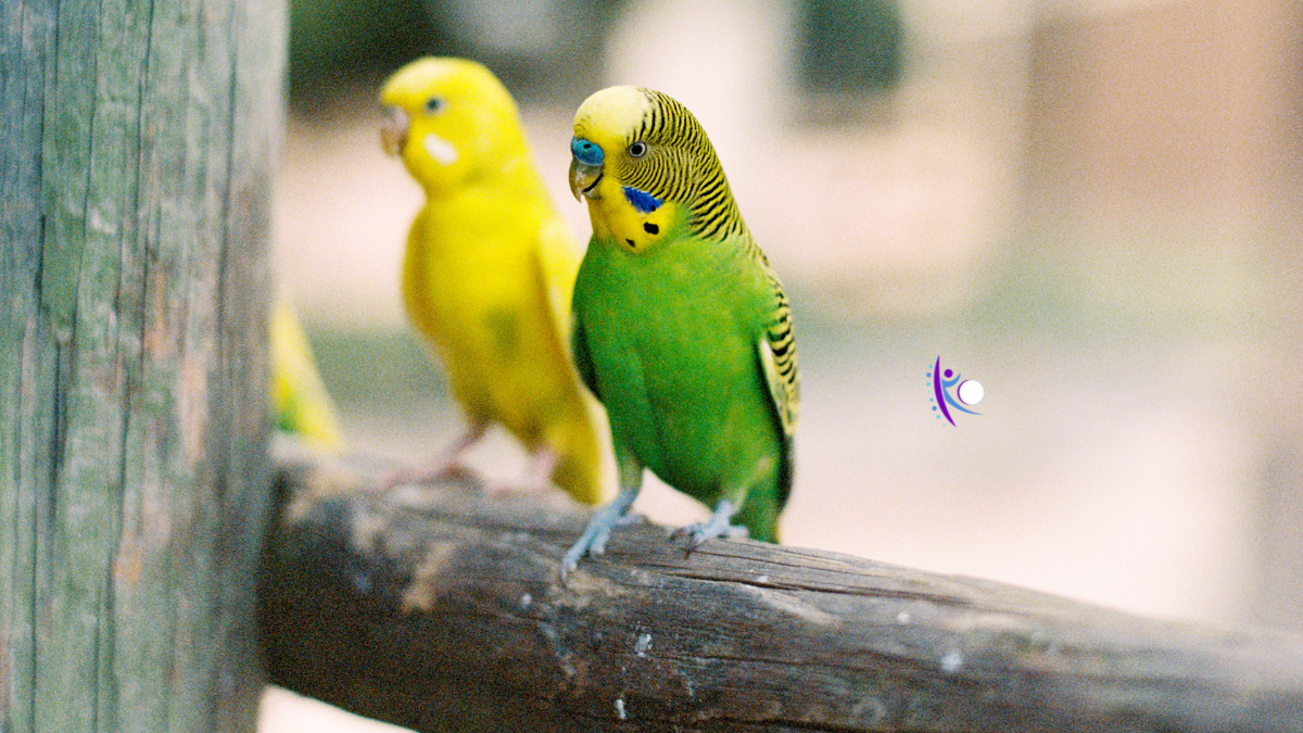 Embracing Self-Care as a Form of Wellness: A Guide to Prioritizing Your ...