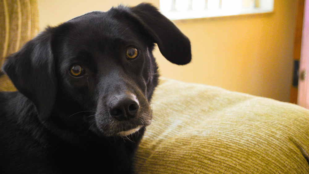 The Little Black Dog Story — KathieOwen.com