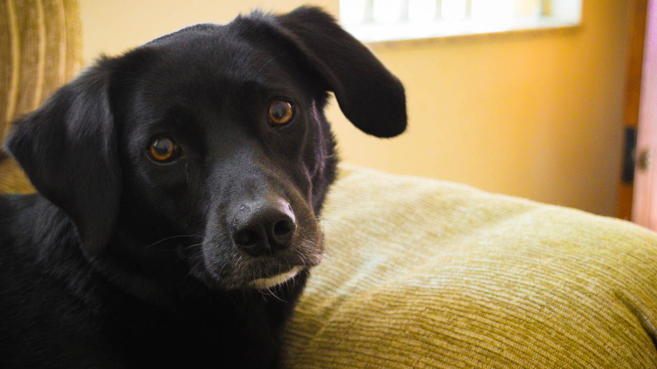 The Little Black Dog Story — KathieOwen.com