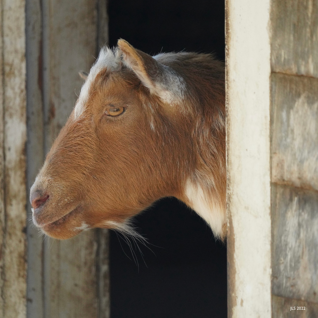 Animals — Mount Hope Farm