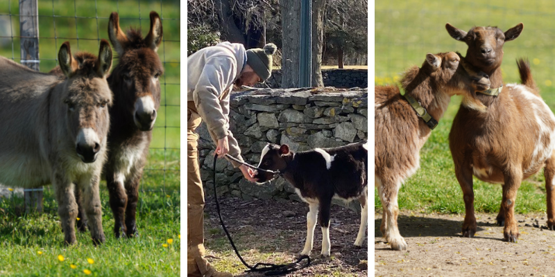 Animals — Mount Hope Farm