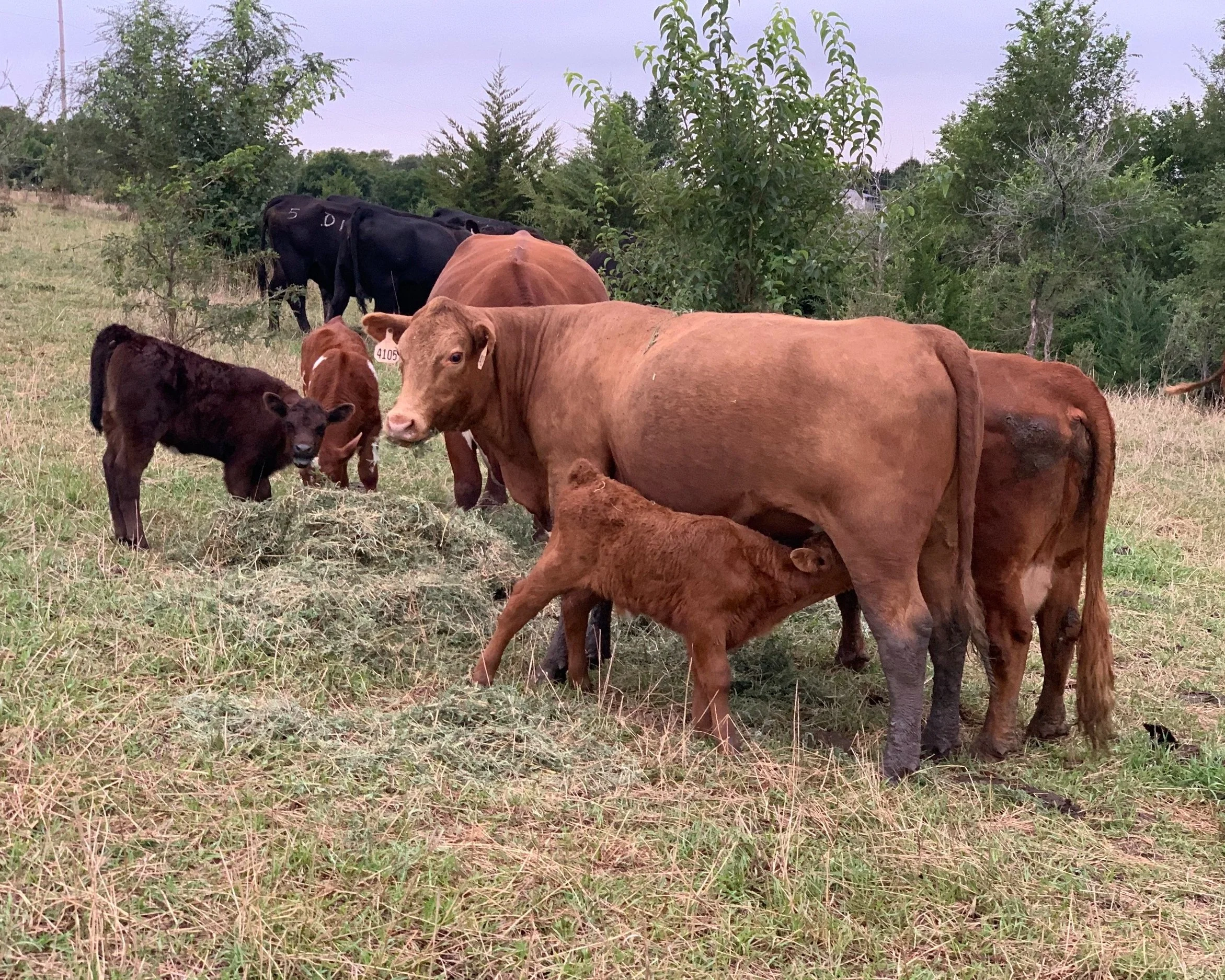 Fass Farms | Locally Raised Beef | Conservation & Sustainability