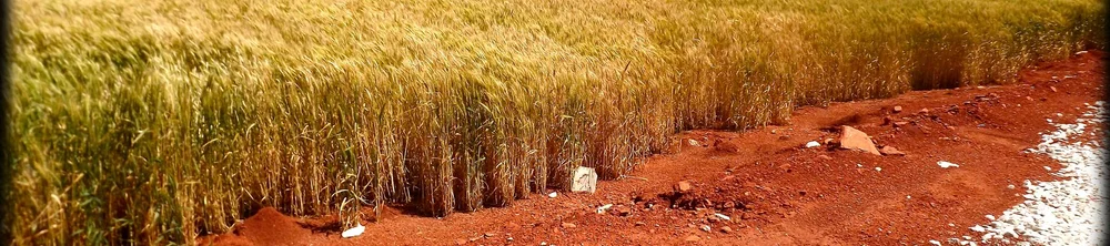 Double Eagle — Longfellow Energy, LP