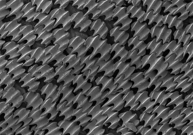 Sharklet Technologies - The Amazing Power of Shark Skin — BIOMIMICRY ...