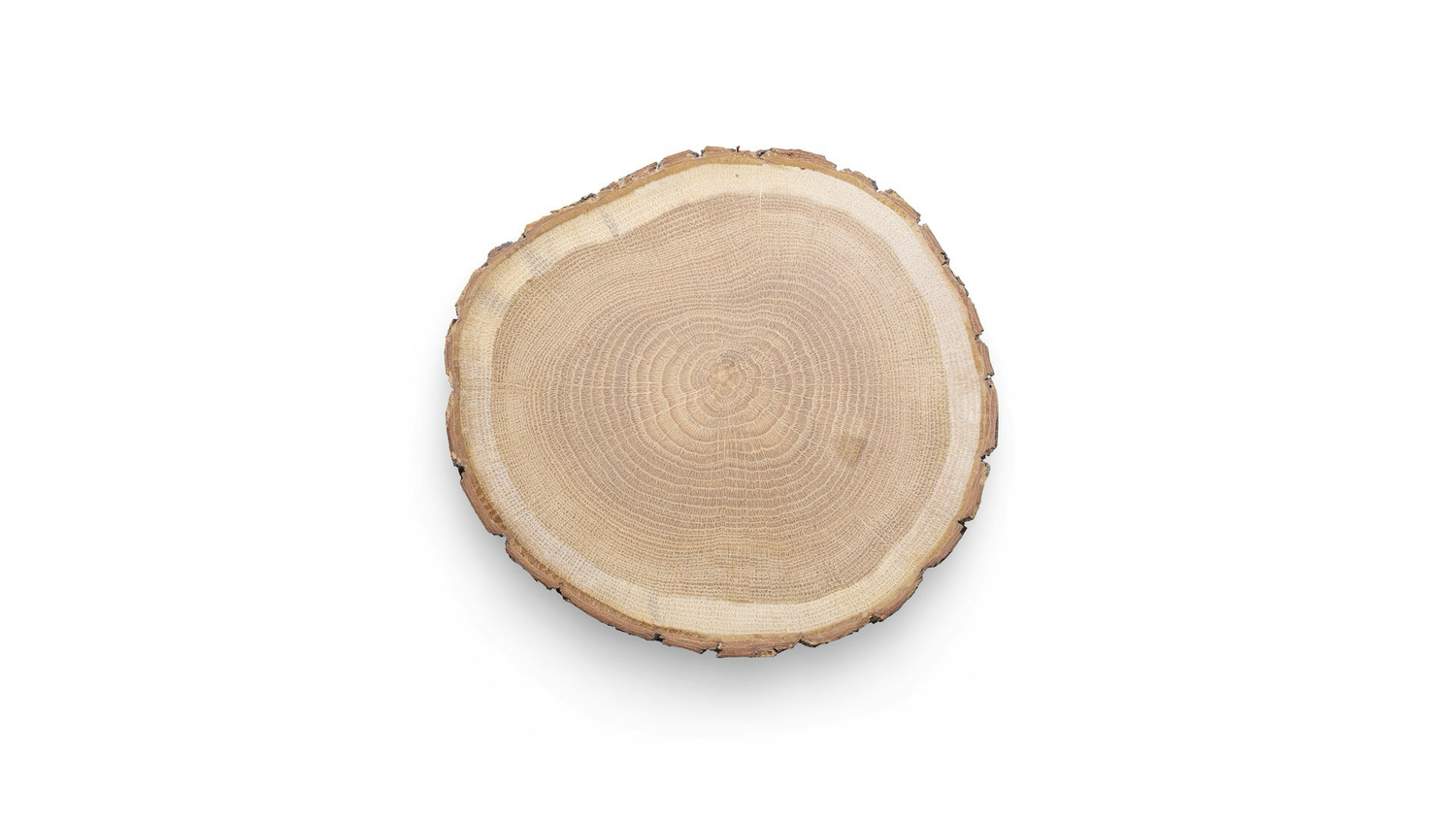 The First Biomimetic Material - Wood — BIOMIMICRY INNOVATION LAB