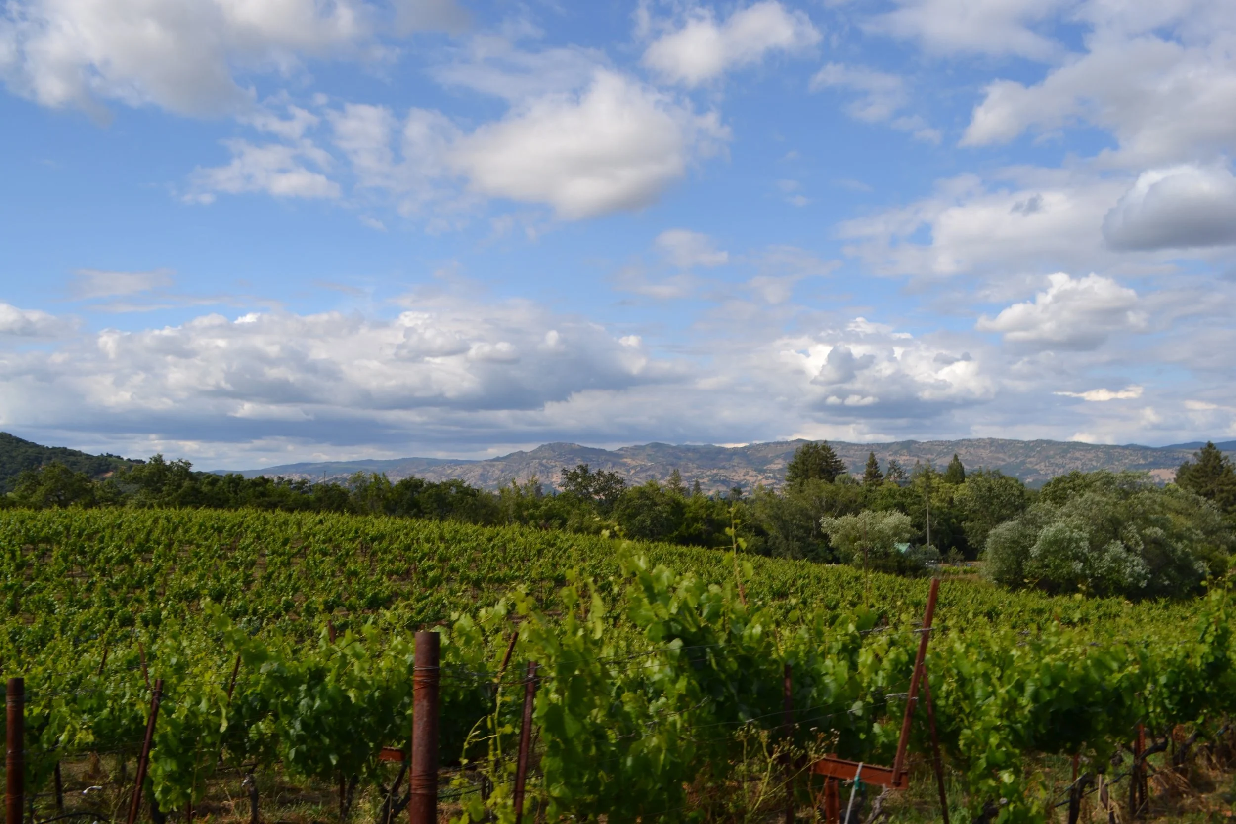 Experiences | Explore Wine Tours – Book Your Experience — A Drive for Wine