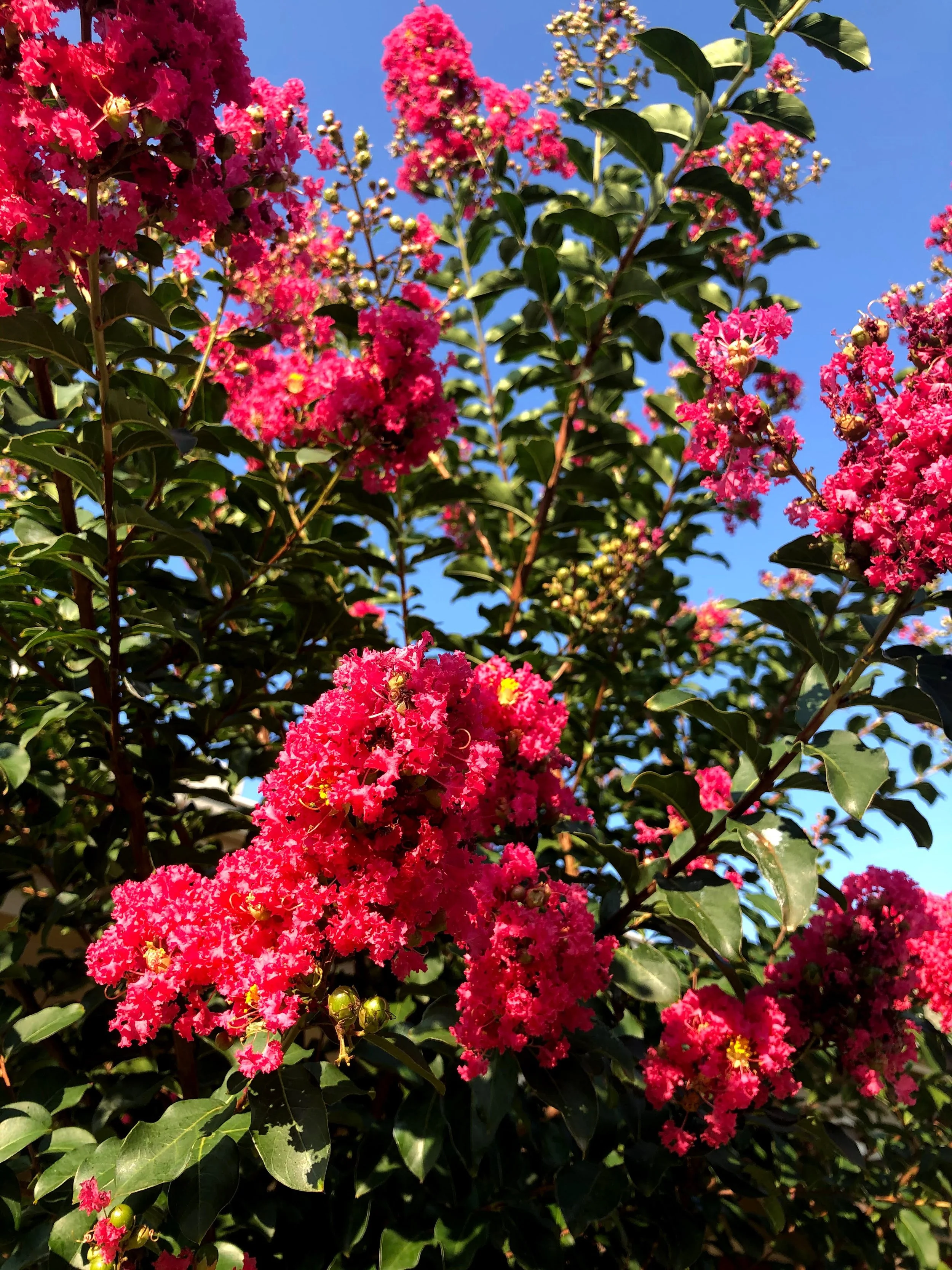 About — Dyani Neves