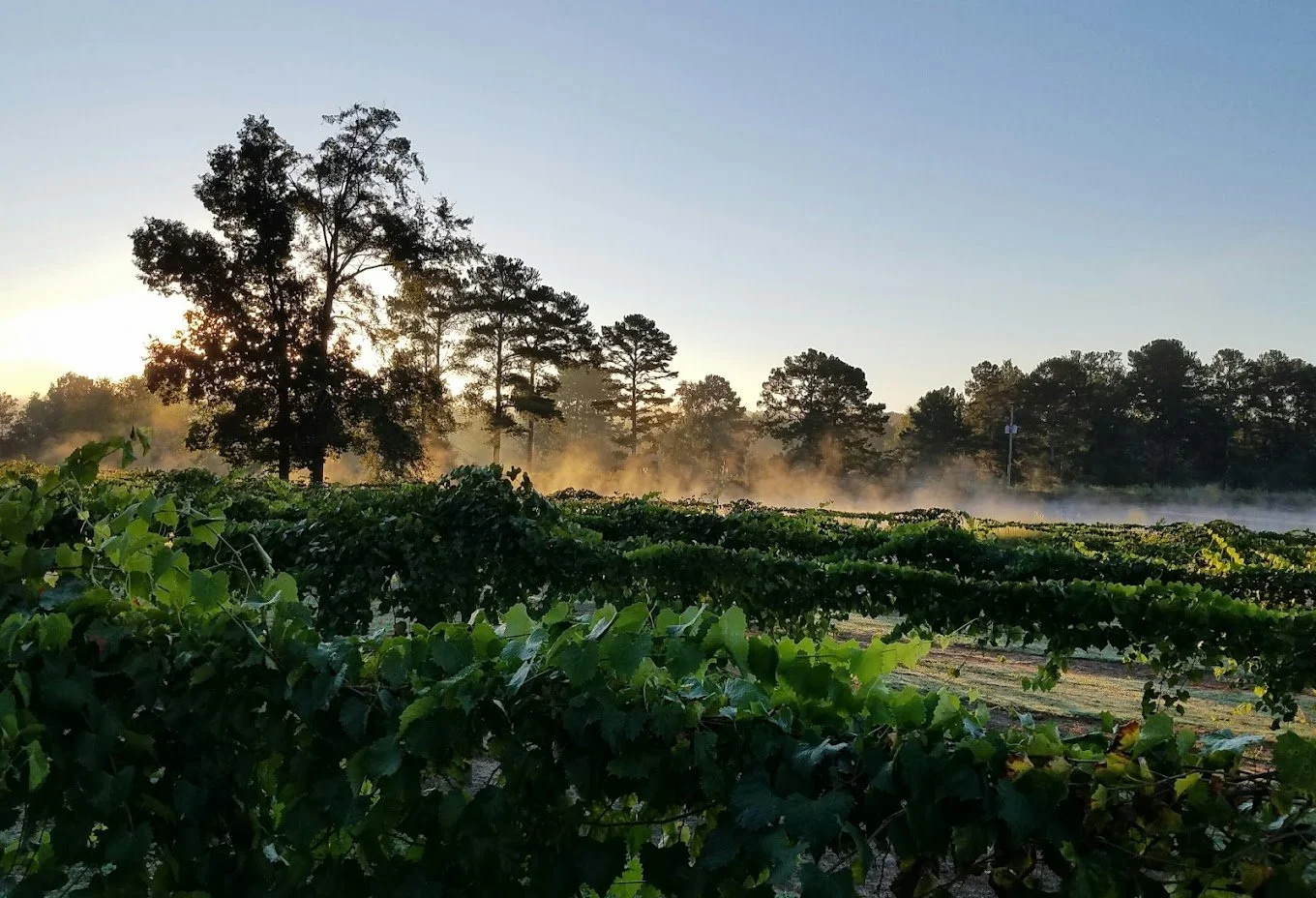 Georgia Wine Highway — Open Georgia Wine