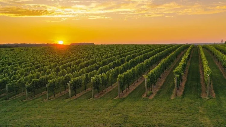 Georgia Wine Highway | Open Georgia Wine