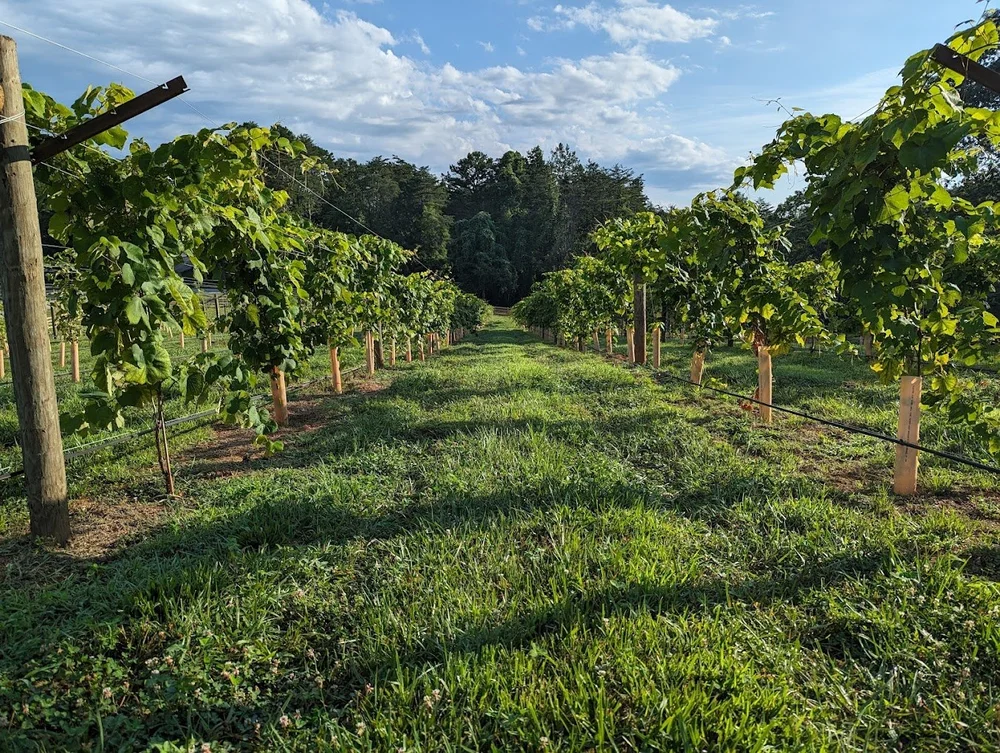 Georgia Wine Highway | Open Georgia Wine