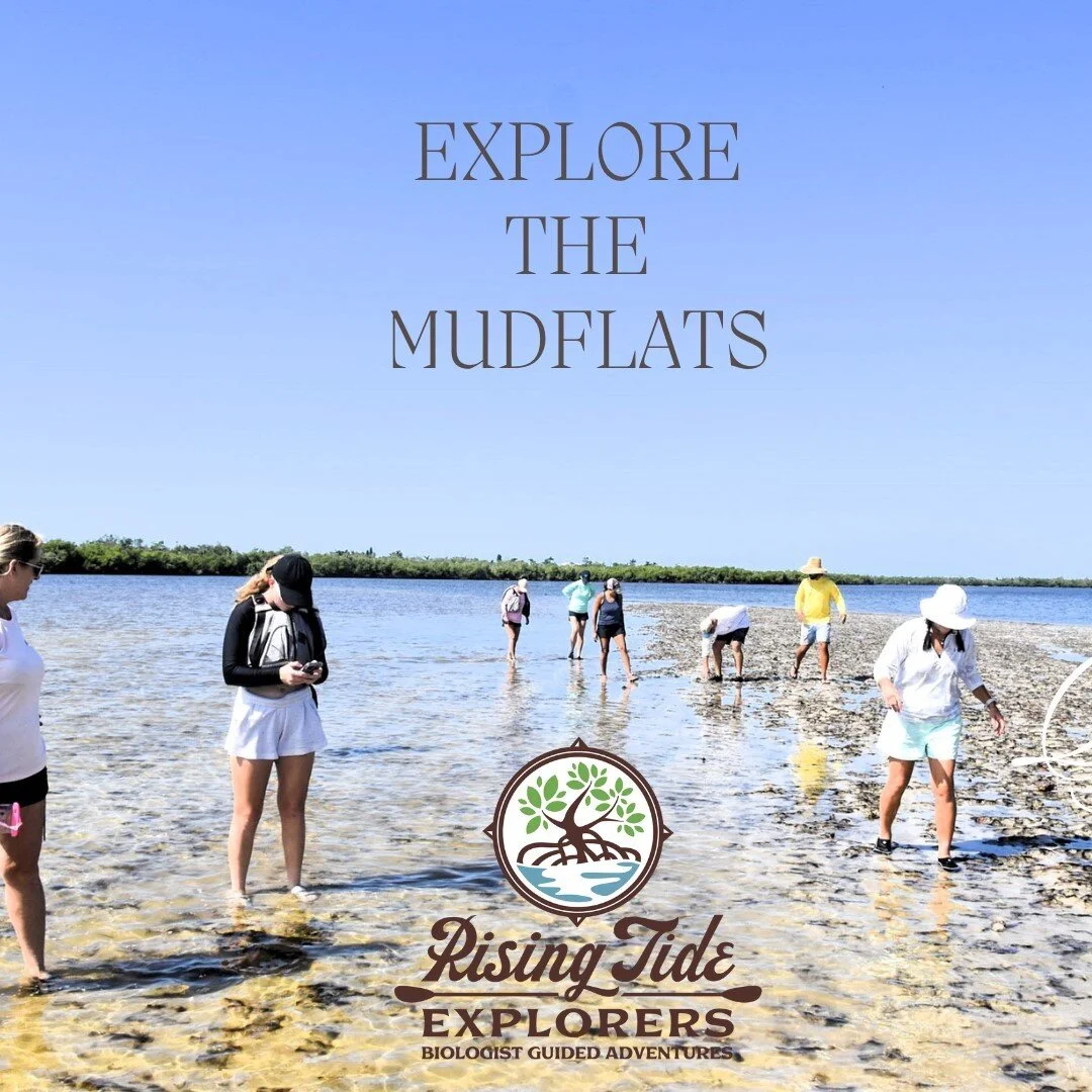 Heart of Rookery Bay Kayak Tour — Naples Outfitters