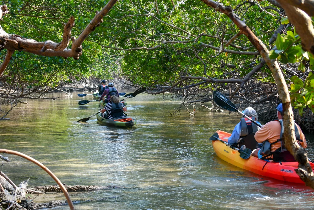 Mangrove Tunnels & Mudflats Kayak Tour — Naples Outfitters