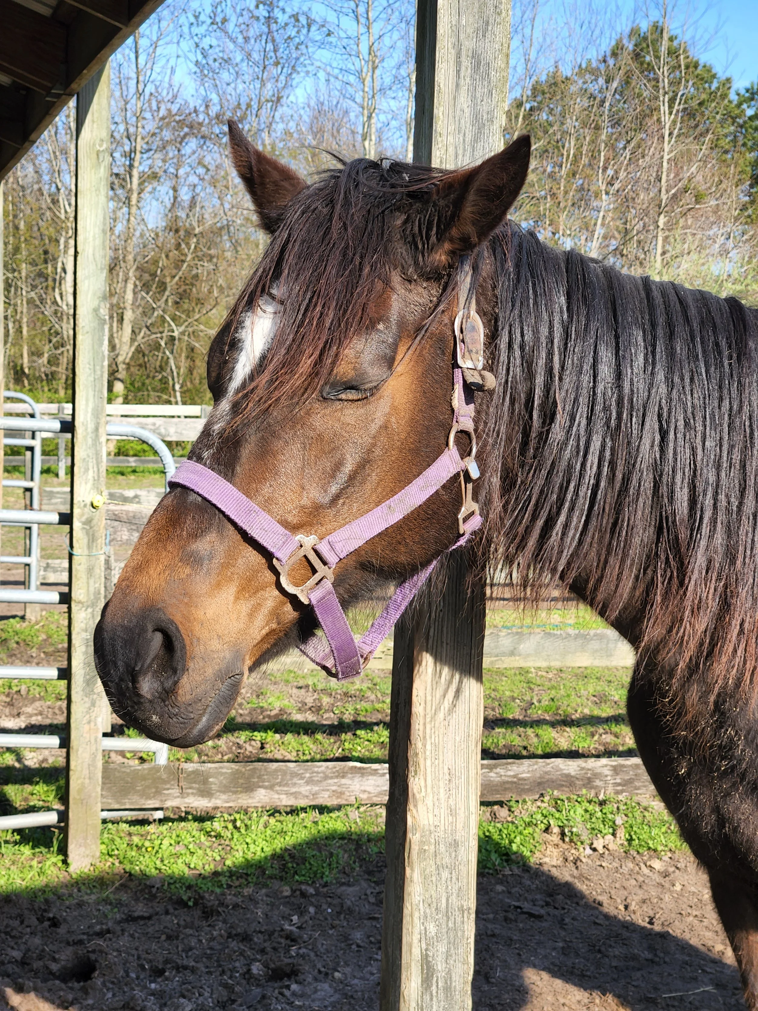Our Horses — Sweet Maple Stables