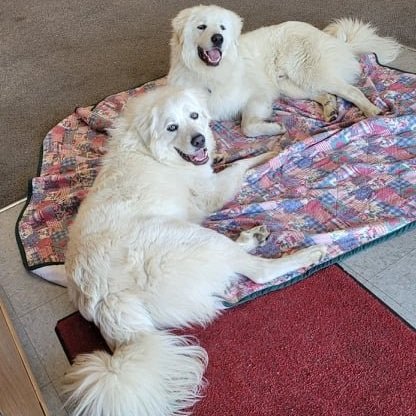 Photos — Doggie Dojo LLC.