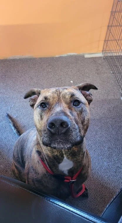 Photos — Doggie Dojo LLC.