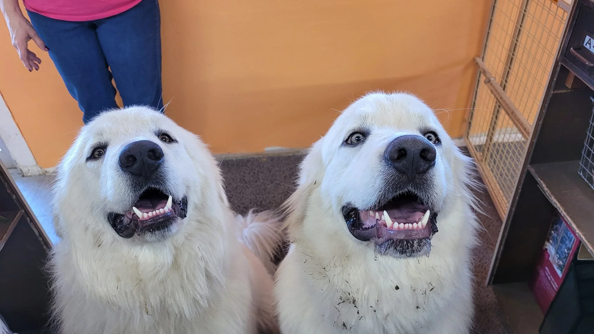 Photos — Doggie Dojo LLC.