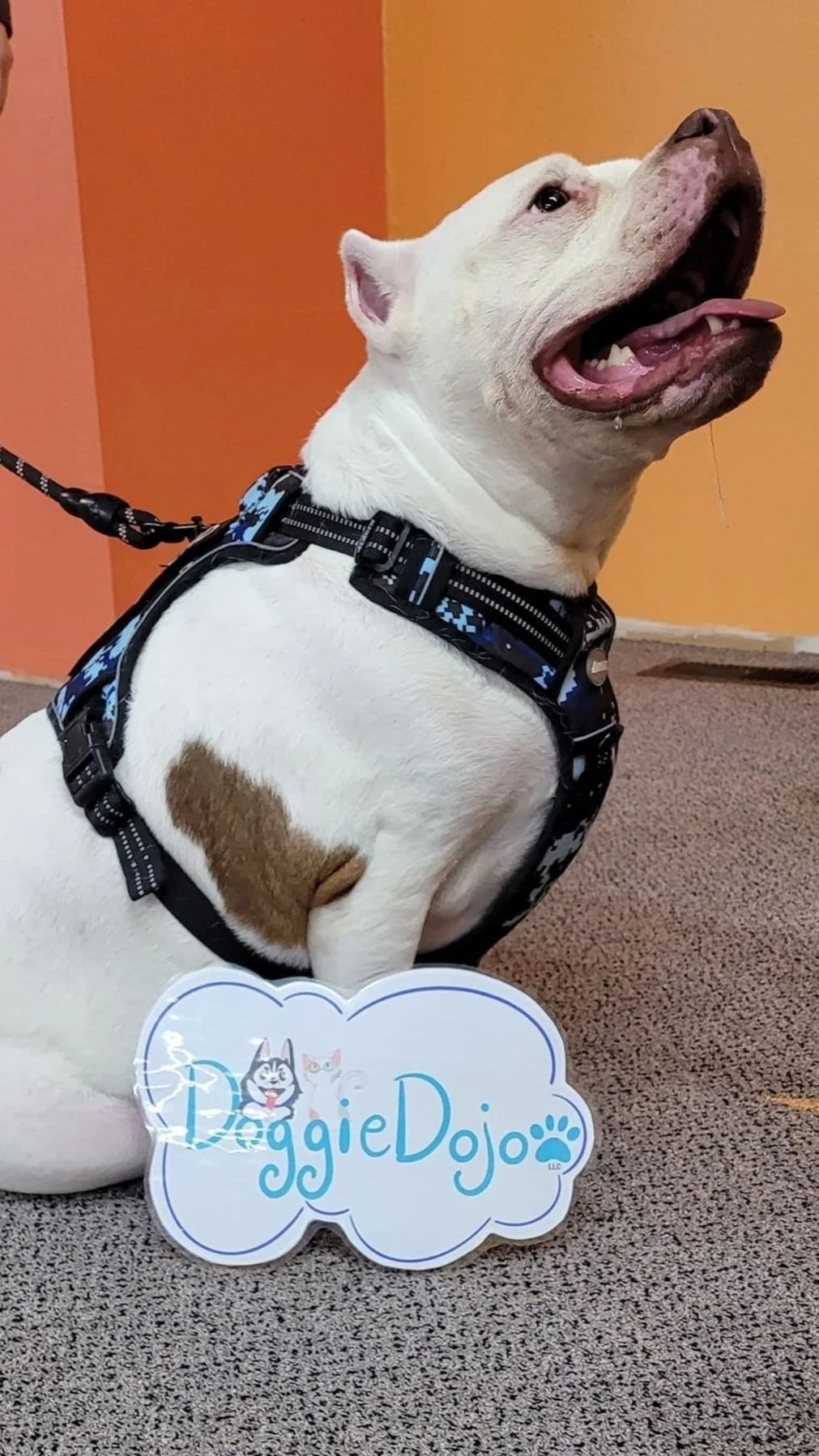 Services — Doggie Dojo LLC.