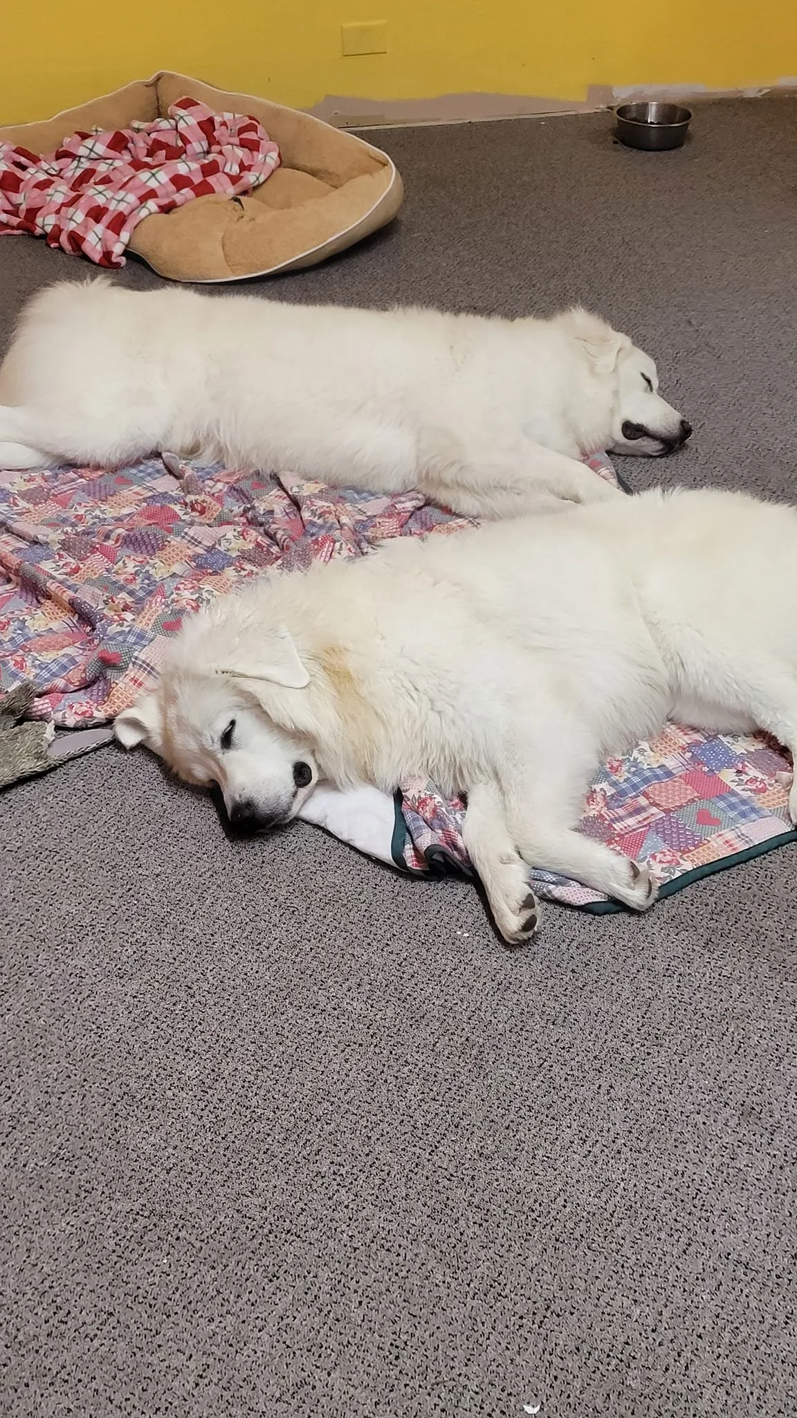 Photos — Doggie Dojo LLC.