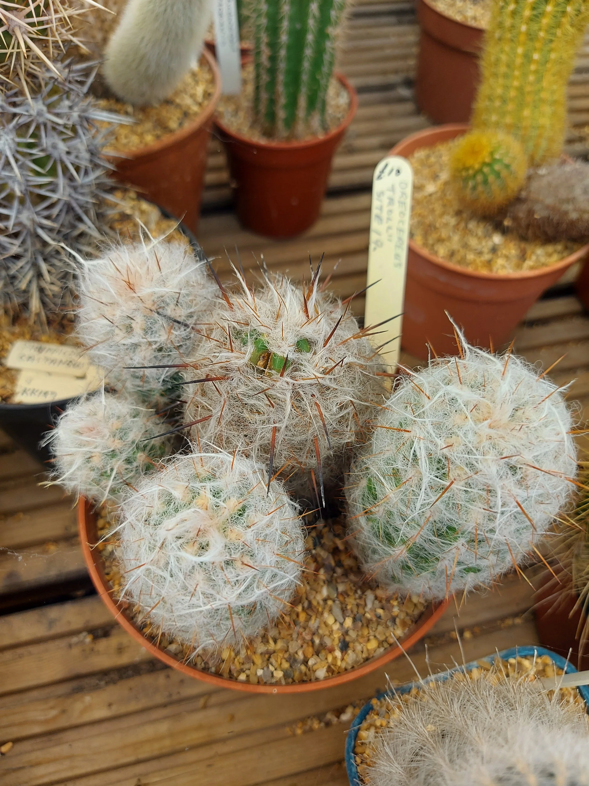 Shop — Williams Cactus