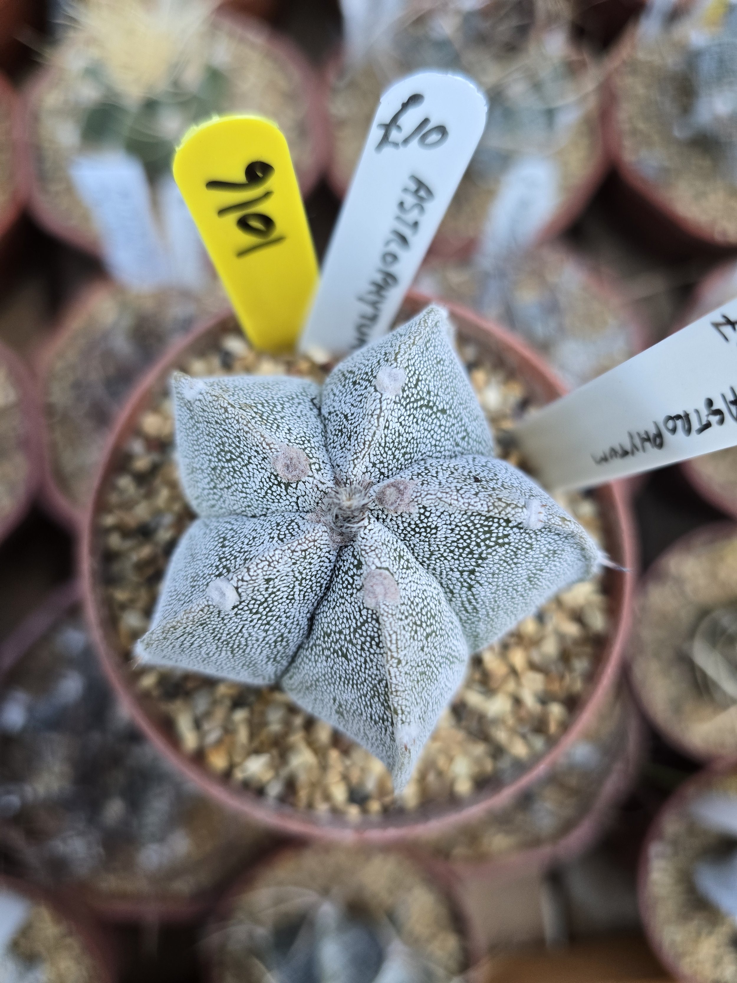 ASTROPHYTUM ORNATUM X MYRIOSTIGMA BISHOPS MITRE HYBRID — Williams Cactus