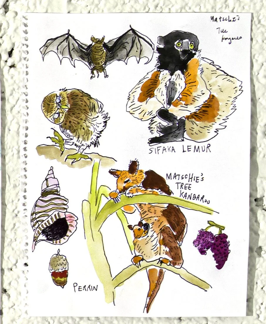 Sheroes — Perrin Ireland