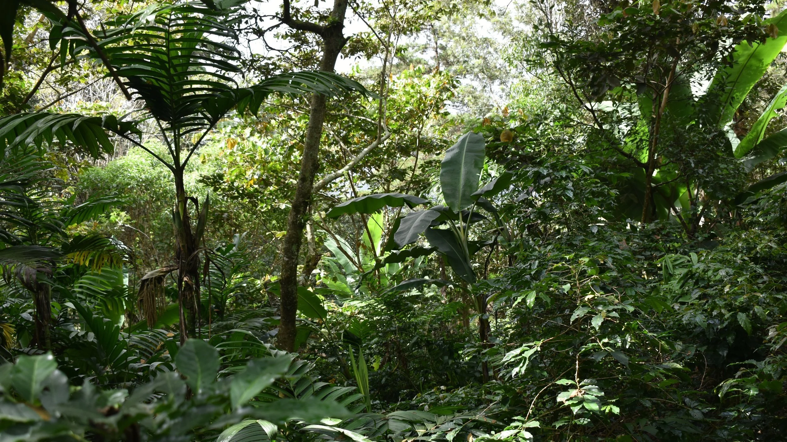 Sun-Grown vs. Shade-Grown Coffee: How It Impacts the Environment and ...