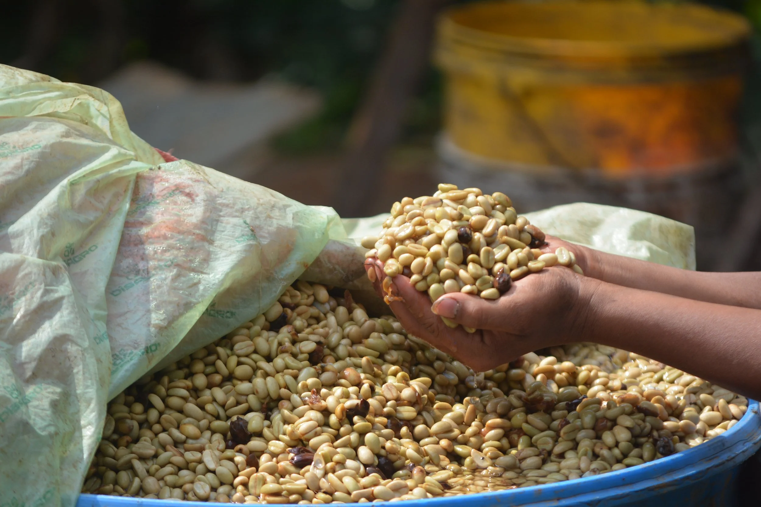 Best Coffee Tour in Antigua Guatemala — De La Gente