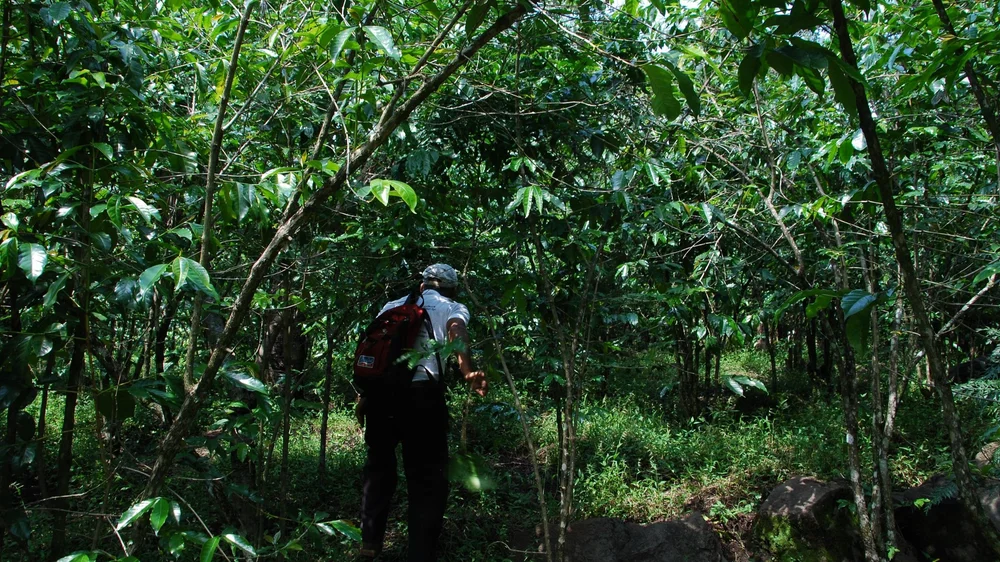 Sun-Grown vs. Shade-Grown Coffee: How It Impacts the Environment and ...