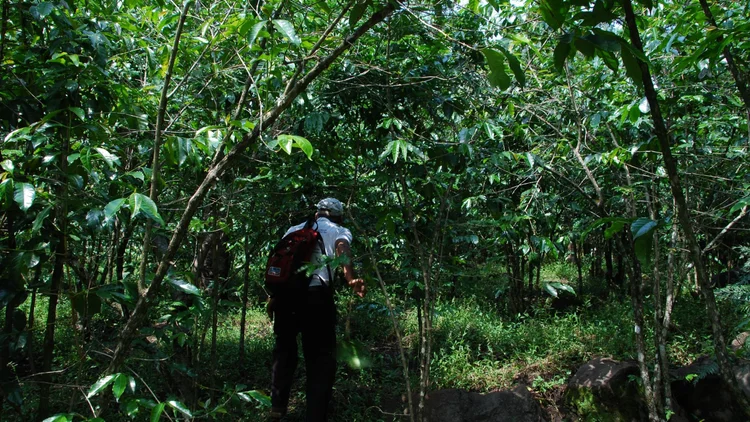 Sun-Grown vs. Shade-Grown Coffee: How It Impacts the Environment and ...