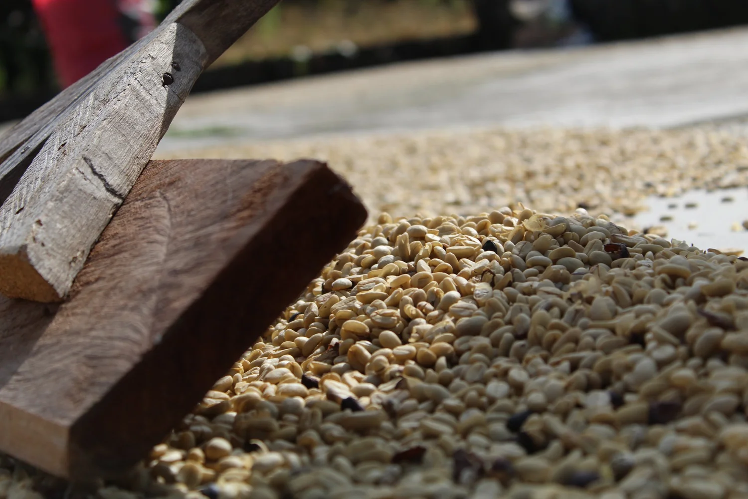 Green Coffee Importer | Guatemalan Specialty Coffee — De La Gente