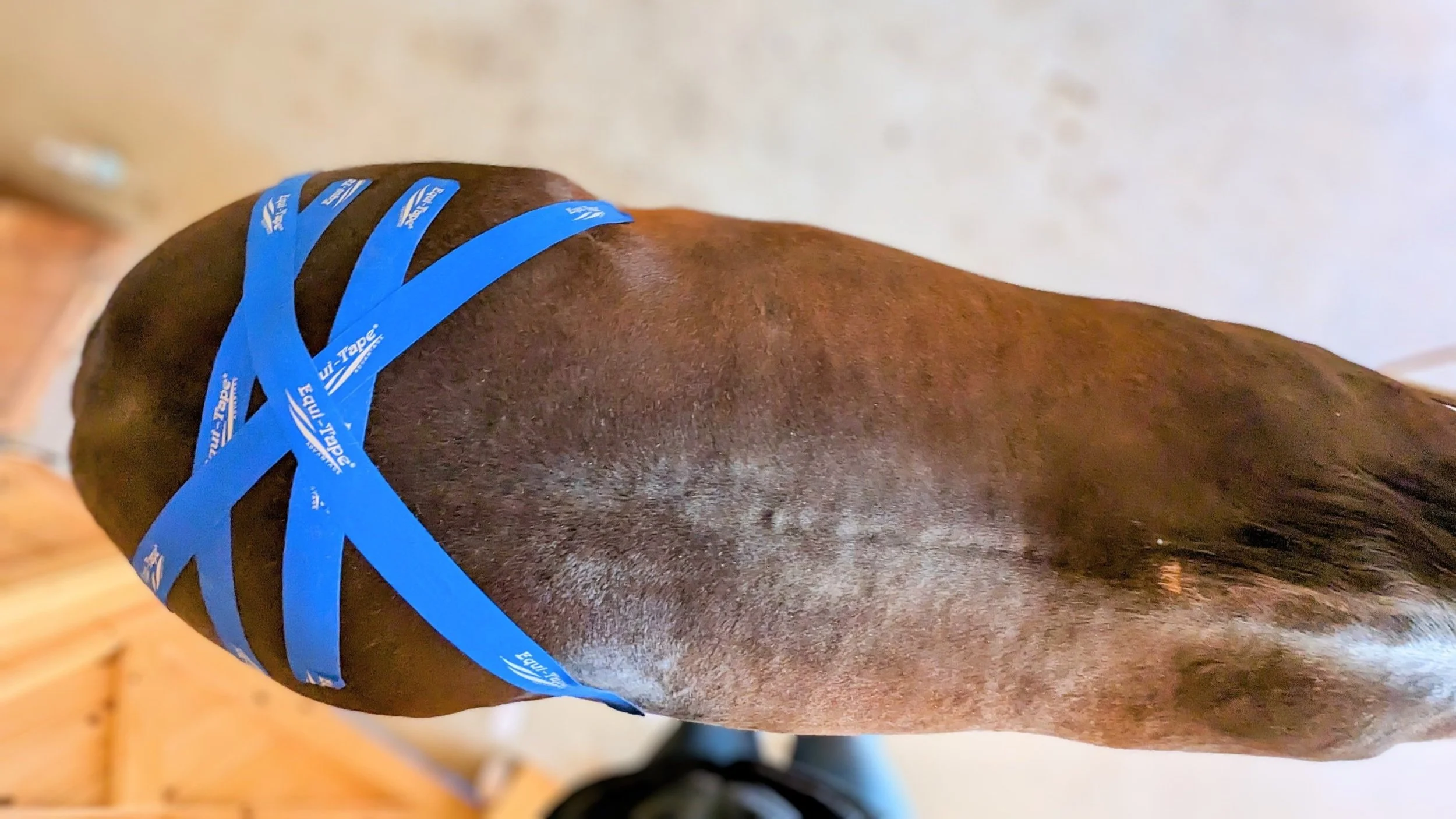 Equine Massage & Bodywork — Smooth Moves Massage Therapy