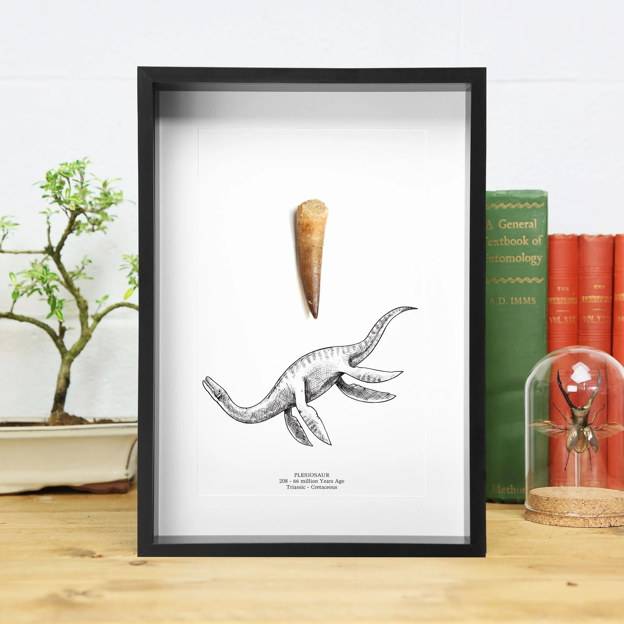 Mosasaurus Tooth in Matrix — Curated