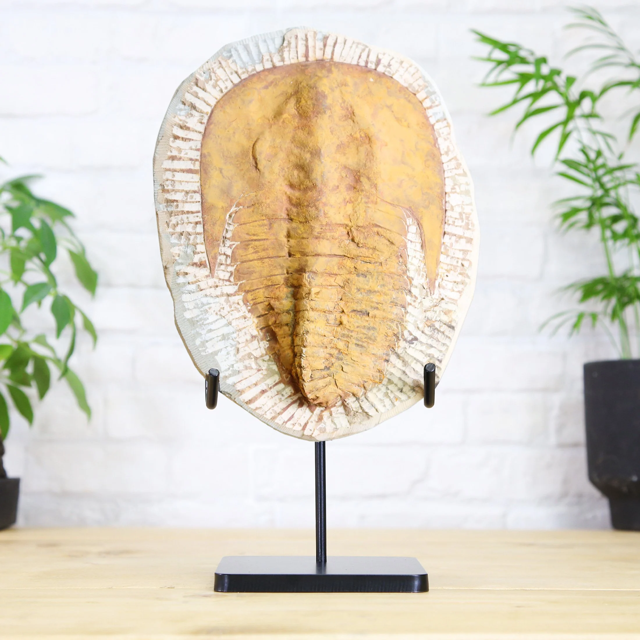 Trilobite Stand | Curated Studio — Curated