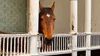 Visit the Royal Mews, the working stables of Buckingham Palace — The ...