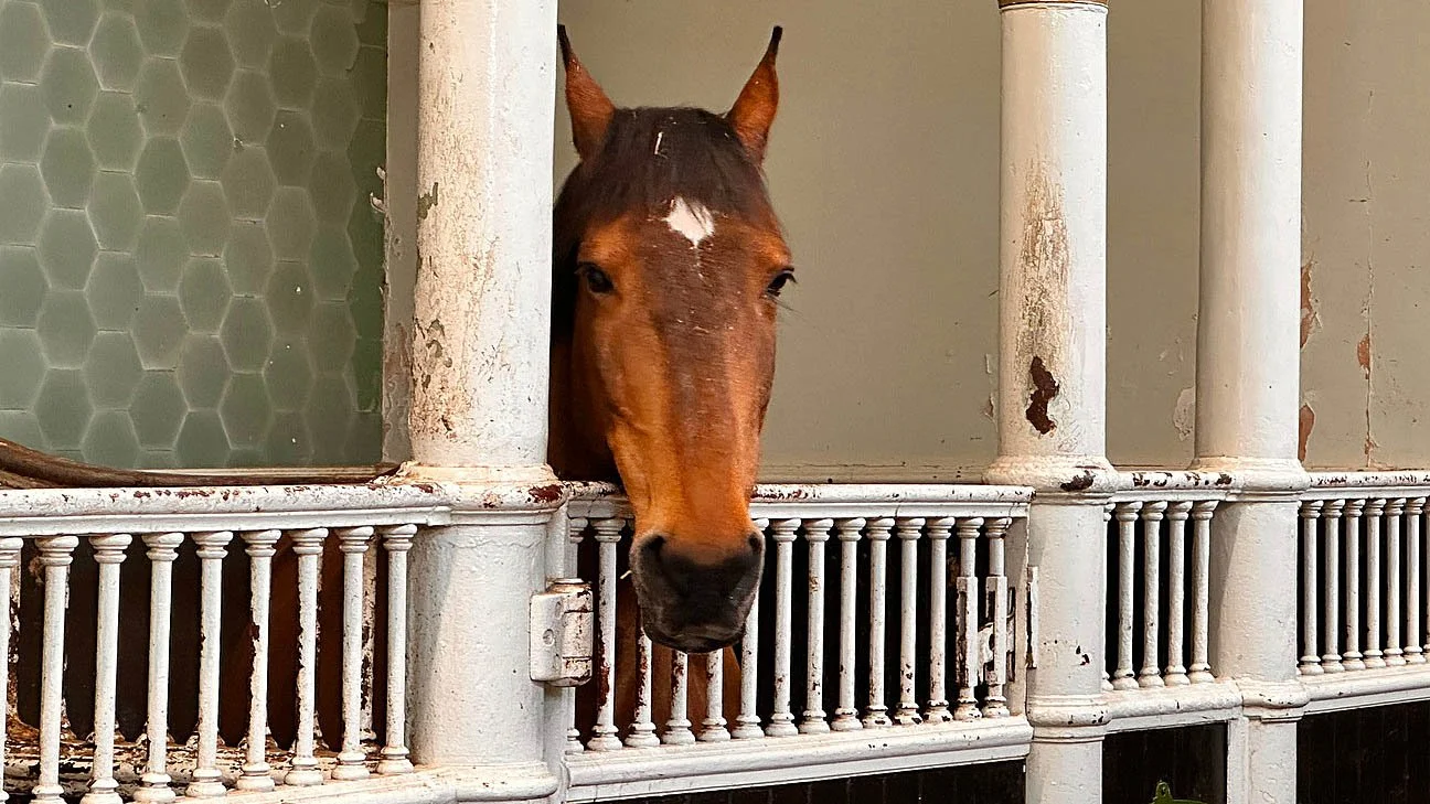 Visit the Royal Mews, the working stables of Buckingham Palace — The ...