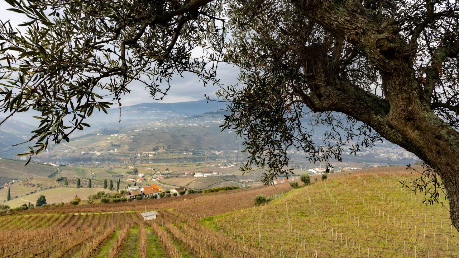 Visiting the Douro Valley, what to see and where to stay — The Empty ...