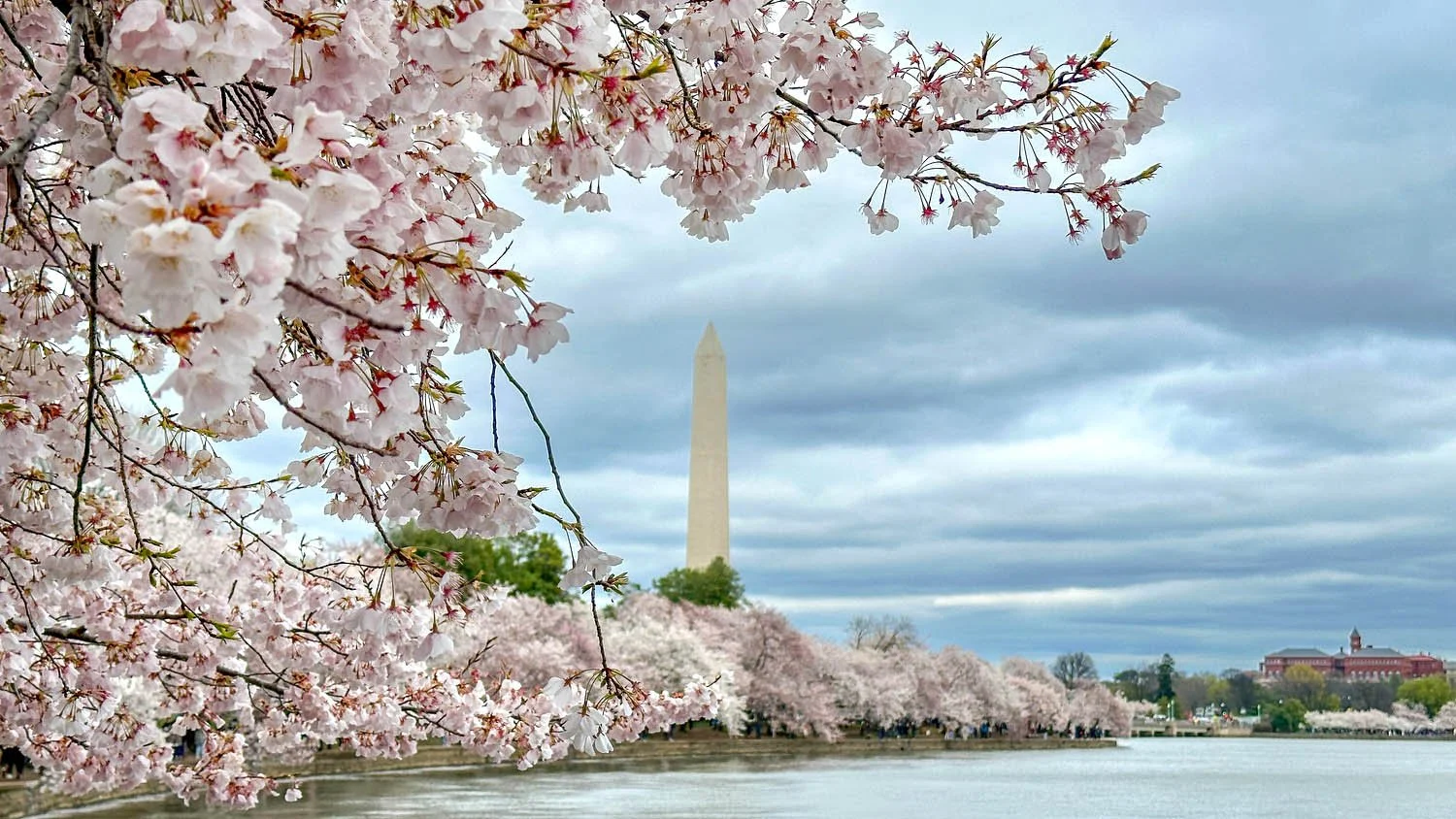 Washington D.C. Cherry Blossoms 2026: Peak Bloom Dates, Tidal Basin ...