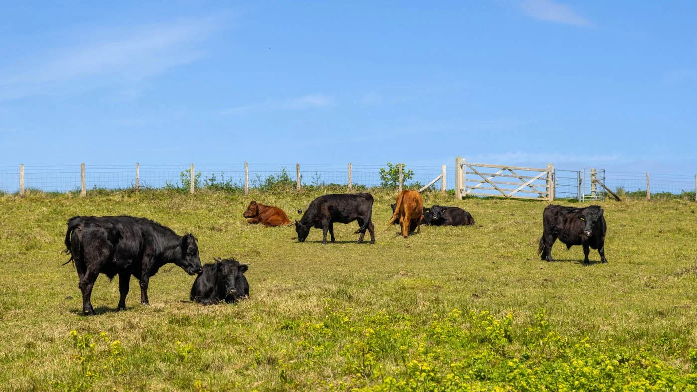 Visiting the White Cliffs of Dover: a perfect day trip from London ...